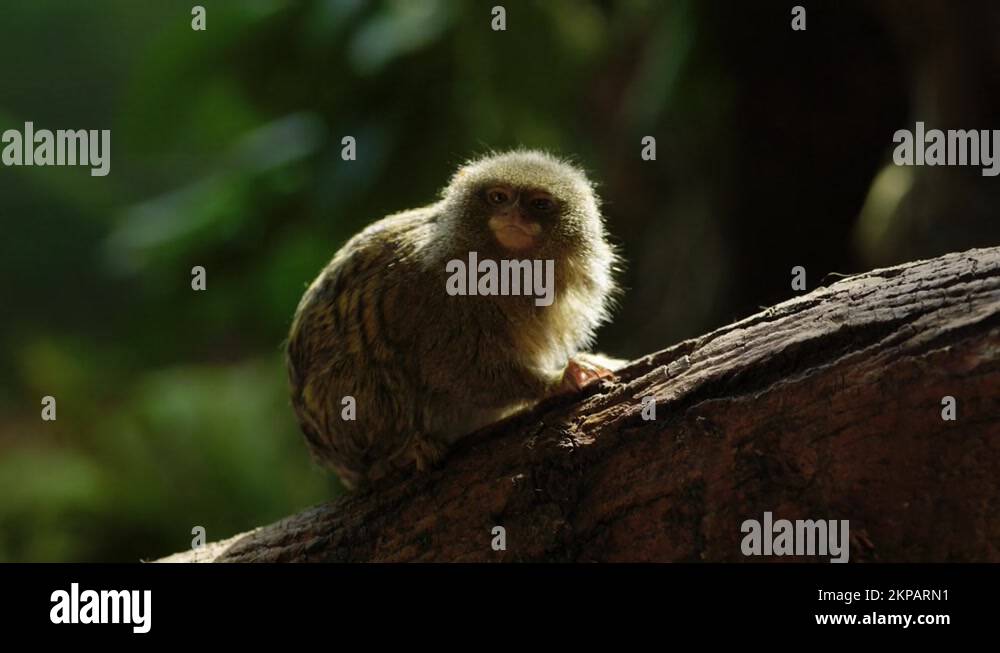 A tiny eastern pygmy marmoset (Callithrix pygmaea) sits in a shaft of ...