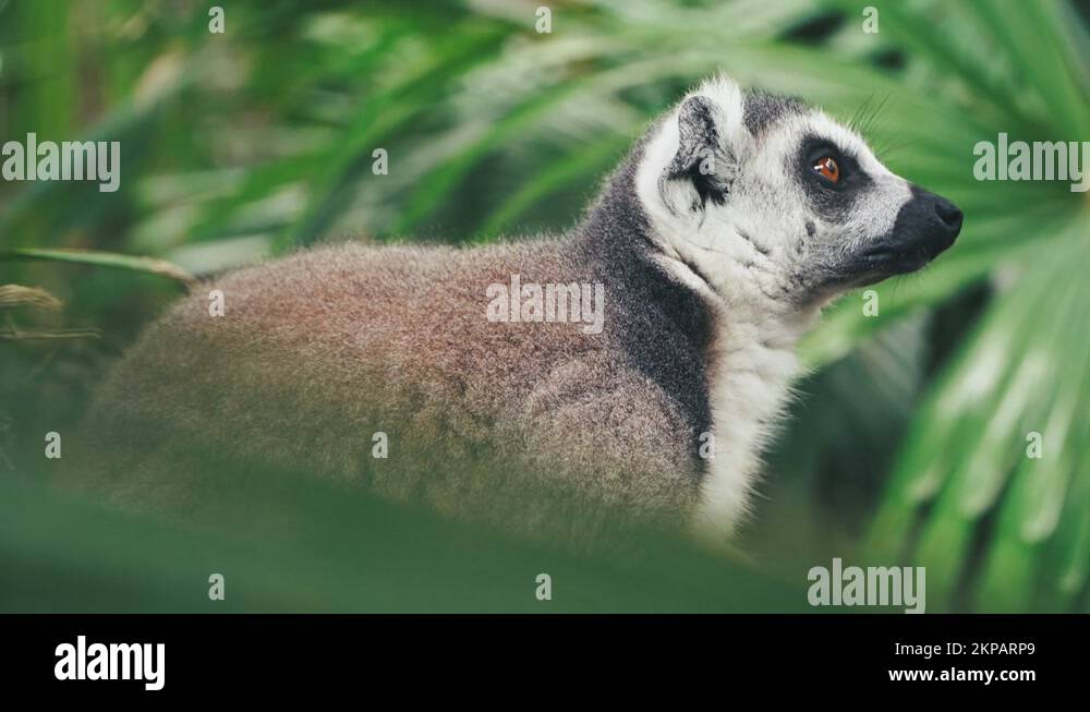 Lemur tree leap Stock Videos & Footage - HD and 4K Video Clips - Alamy