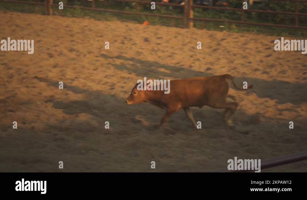 Cow australia rodeo Stock Videos & Footage - HD and 4K Video Clips - Alamy