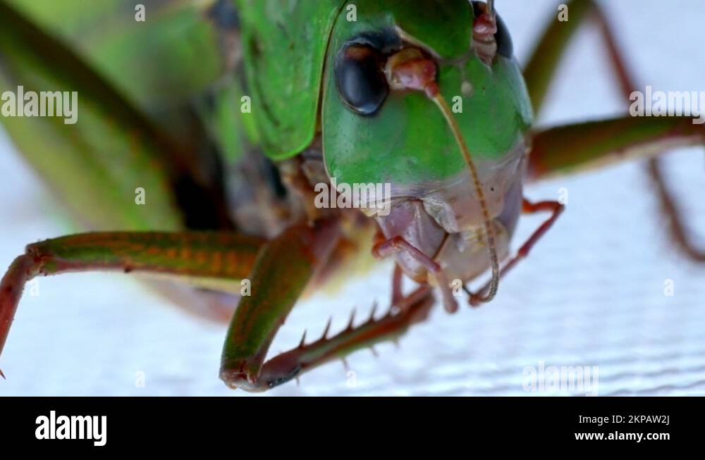 Cricket species long antennae Stock Videos & Footage - HD and 4K Video ...