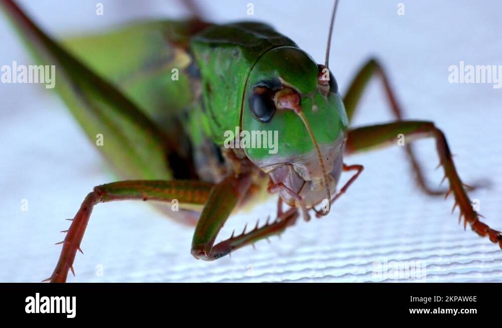 Long antennae cricket Stock Videos & Footage - HD and 4K Video Clips ...