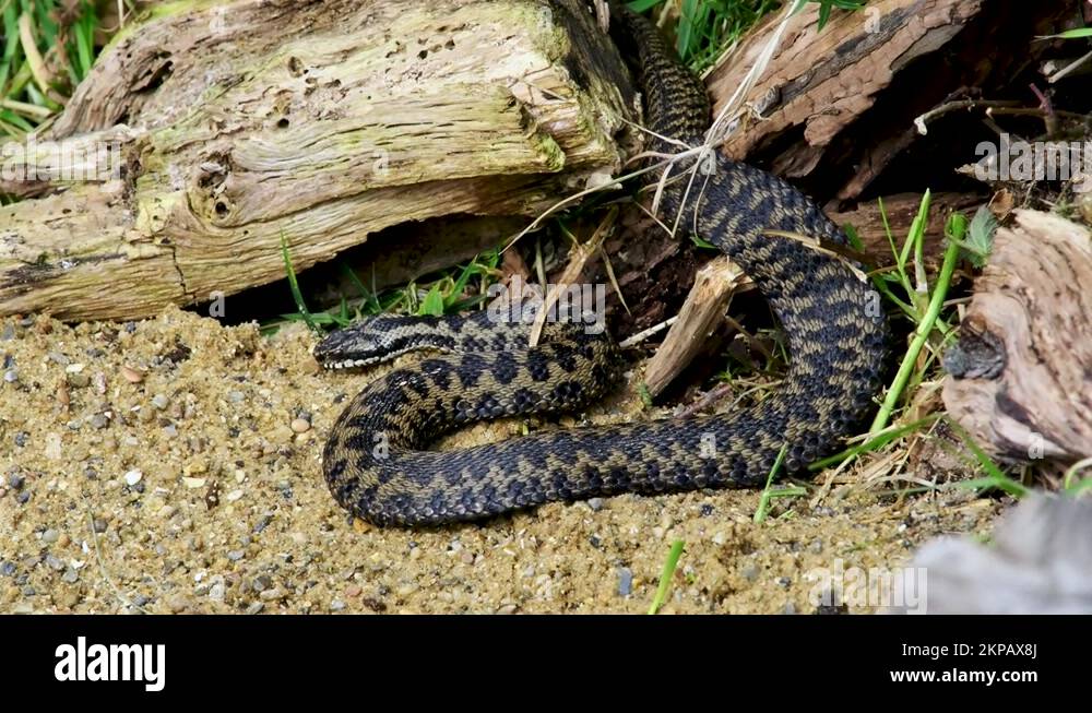 A Coiled Up Adder Snake Stock Video Footage - Alamy