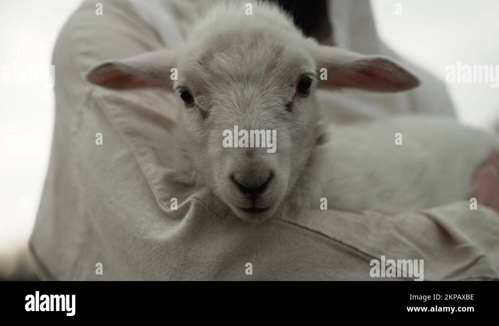Bible sheep Stock Videos & Footage - HD and 4K Video Clips - Alamy