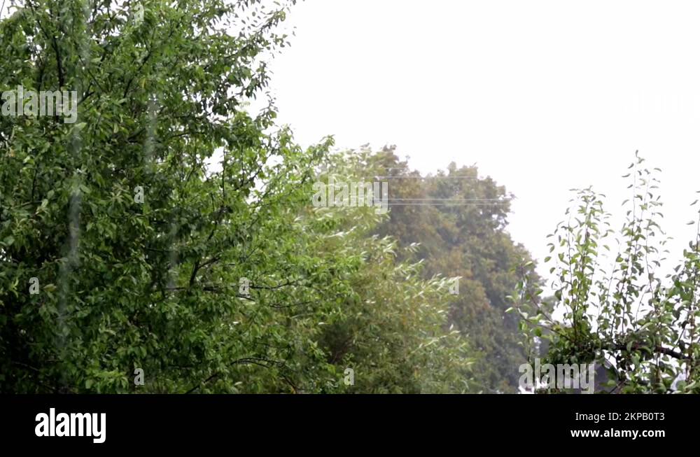 Trees storm cyclone rain Stock Videos & Footage - HD and 4K Video Clips ...