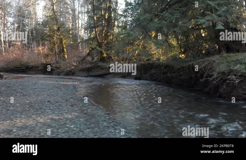 Riparian zone Stock Videos & Footage - HD and 4K Video Clips - Alamy