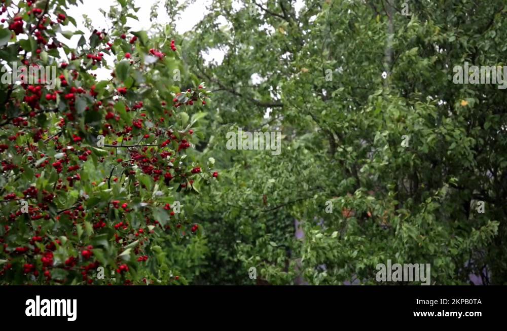Red cyclone Stock Videos & Footage - HD and 4K Video Clips - Alamy