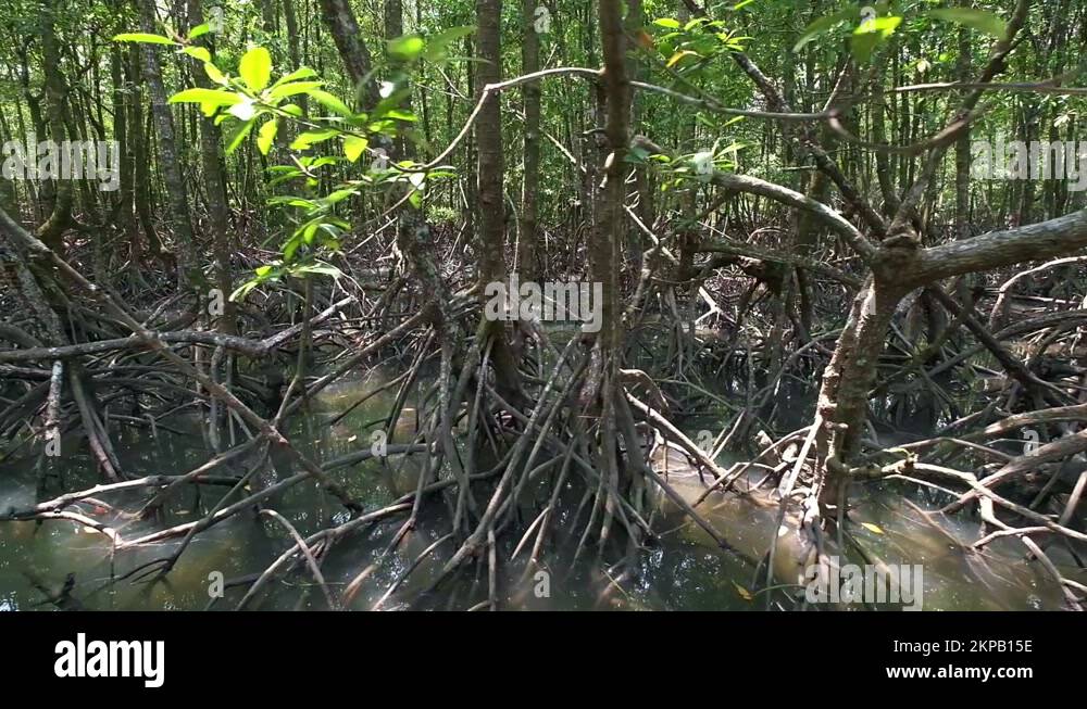 right to left tracking shot of Mangrove forest in Thailand Stock Video ...