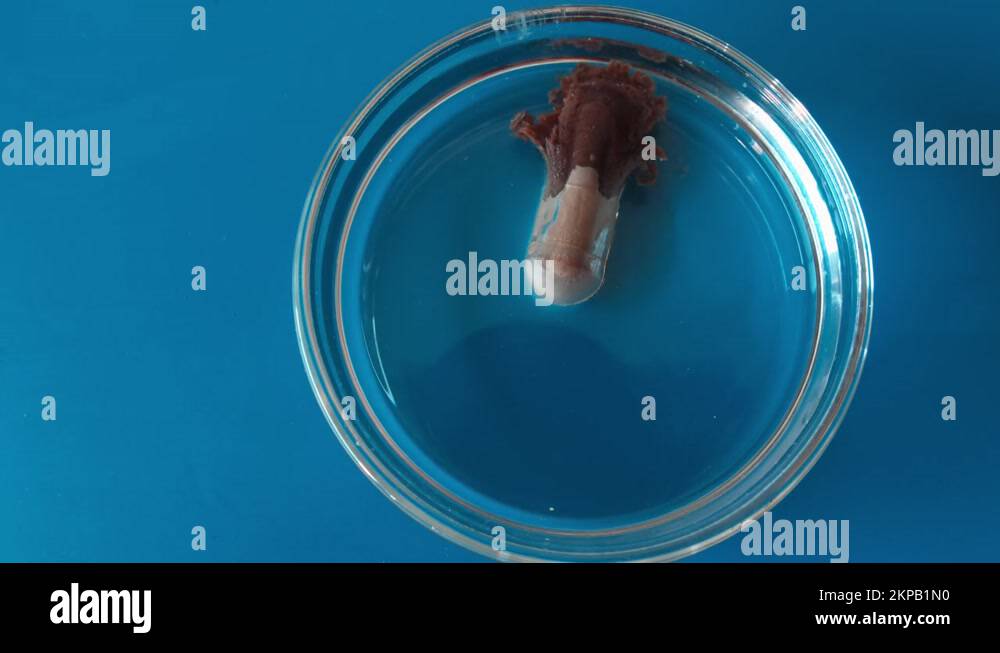 experiment with dissolving a medical capsule pill in gastric juice ...
