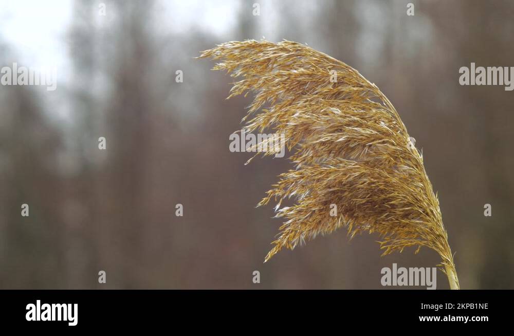 Dry steam plants Stock Videos & Footage - HD and 4K Video Clips - Alamy