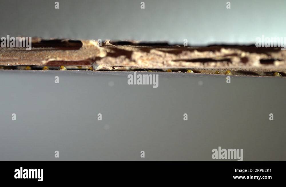 Wood damaged texture Stock Videos & Footage - HD and 4K Video Clips - Alamy