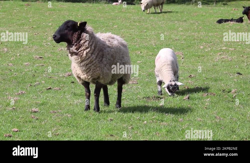 Short sheep Stock Videos & Footage - HD and 4K Video Clips - Alamy