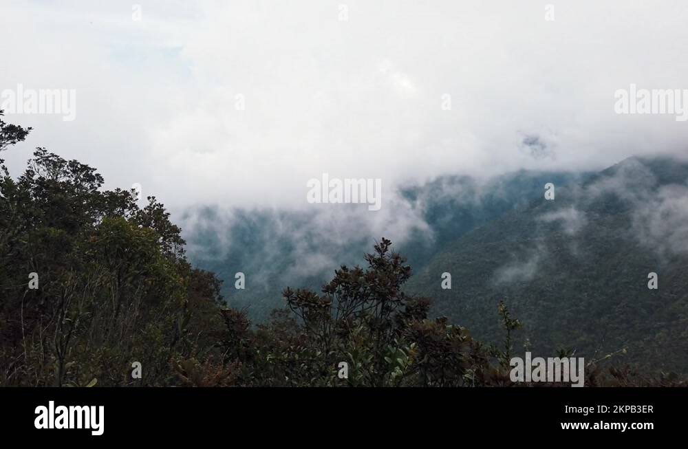Misty forest rainforest cloud Stock Videos & Footage - HD and 4K Video ...