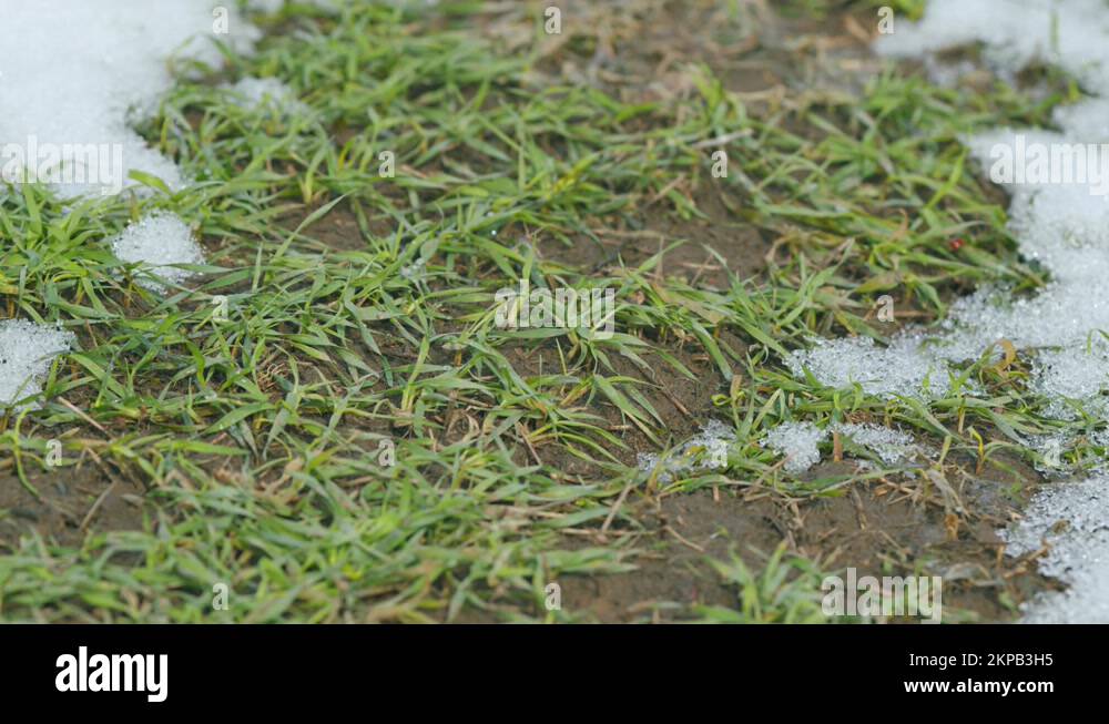 Young, green sprouts in early spring. Grain field covered by snow in ...