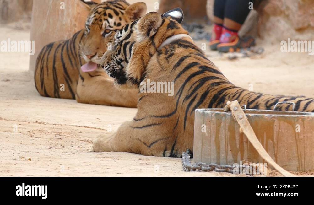Two tigers in slow motion, taken at a tiger sanctuary in Thailand. I ...