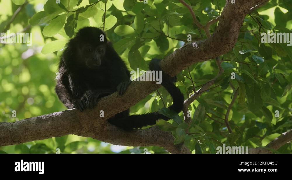 Amazon black howler monkey Stock Videos & Footage - HD and 4K Video ...