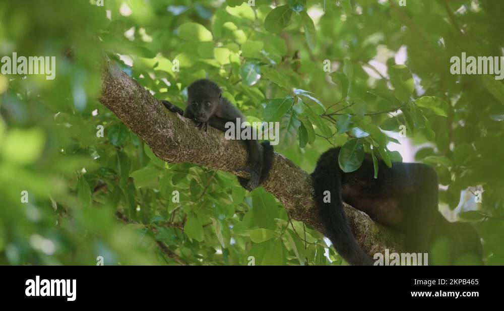 Baby howler monkey Stock Videos & Footage - HD and 4K Video Clips - Alamy
