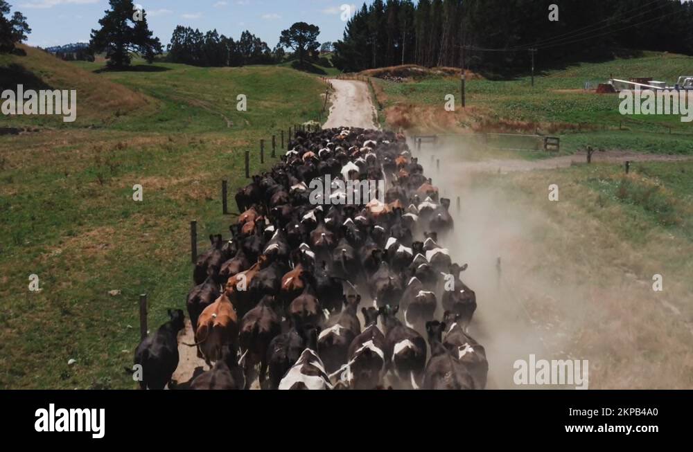 Stampede of cows Stock Videos & Footage - HD and 4K Video Clips - Alamy