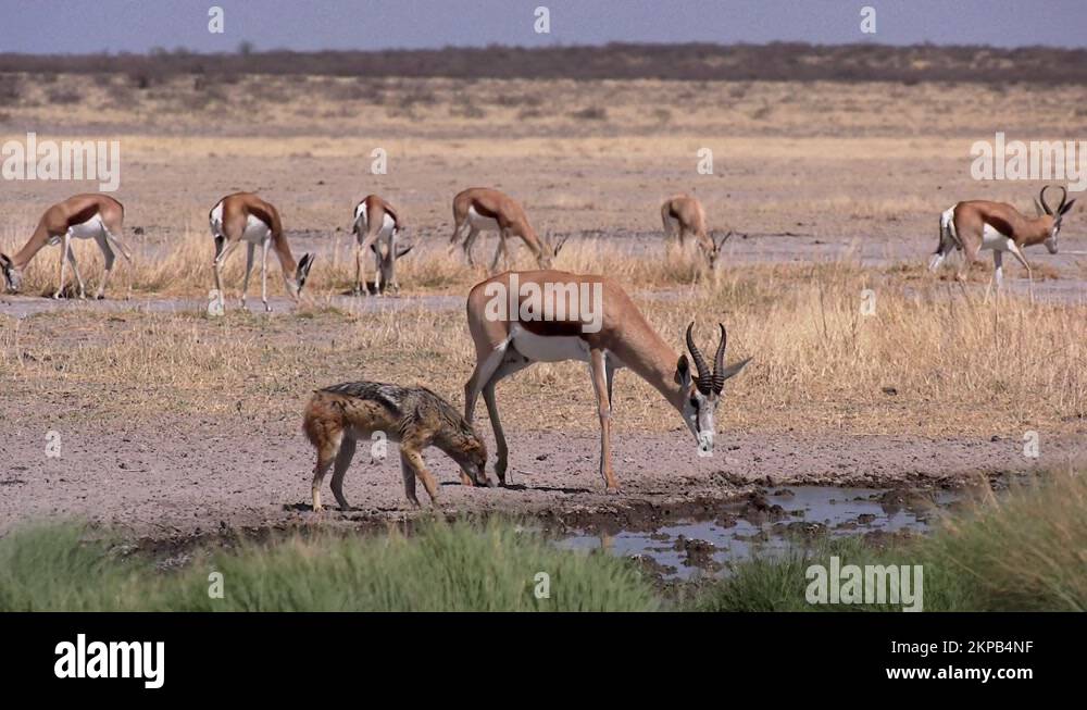 Springbok waterhole Stock Videos & Footage - HD and 4K Video Clips - Alamy