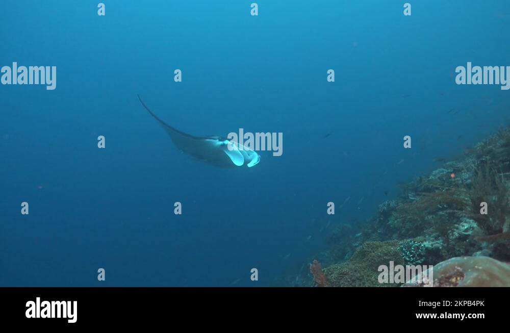 Baby ray fish Stock Videos & Footage - HD and 4K Video Clips - Alamy