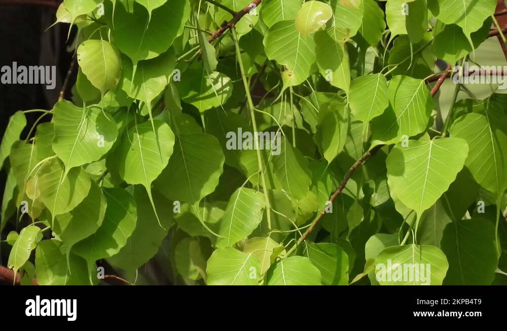 Hindu tree of life Stock Videos & Footage - HD and 4K Video Clips - Alamy