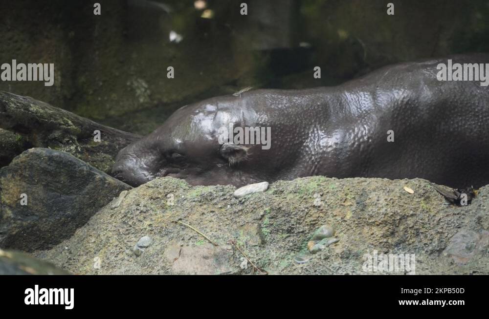 Hippo rock Stock Videos & Footage - HD and 4K Video Clips - Alamy
