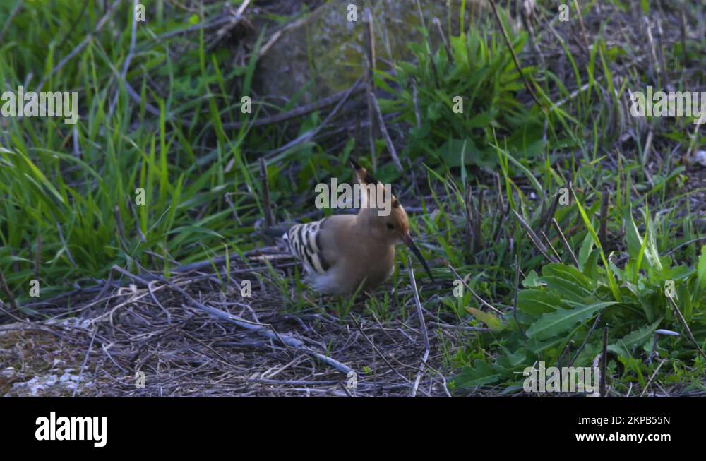 Bird foraging for insects Stock Videos & Footage - HD and 4K Video ...