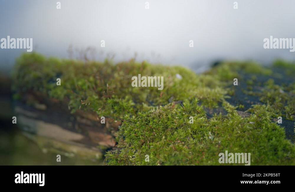 Covering of moss Stock Videos & Footage - HD and 4K Video Clips - Alamy