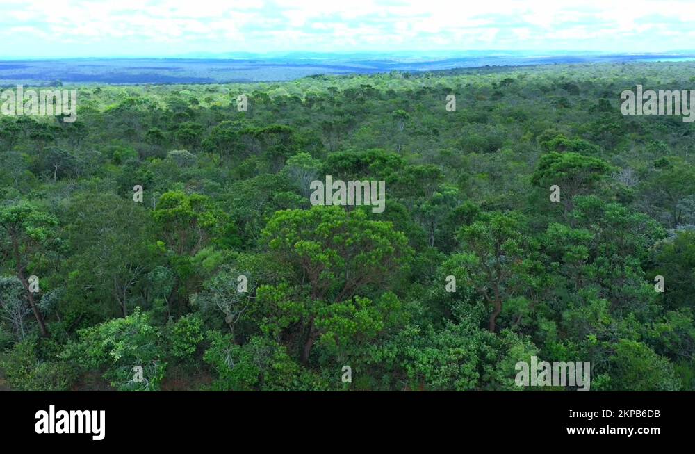 Rainforest deforestation cerrado Stock Videos & Footage - HD and 4K ...
