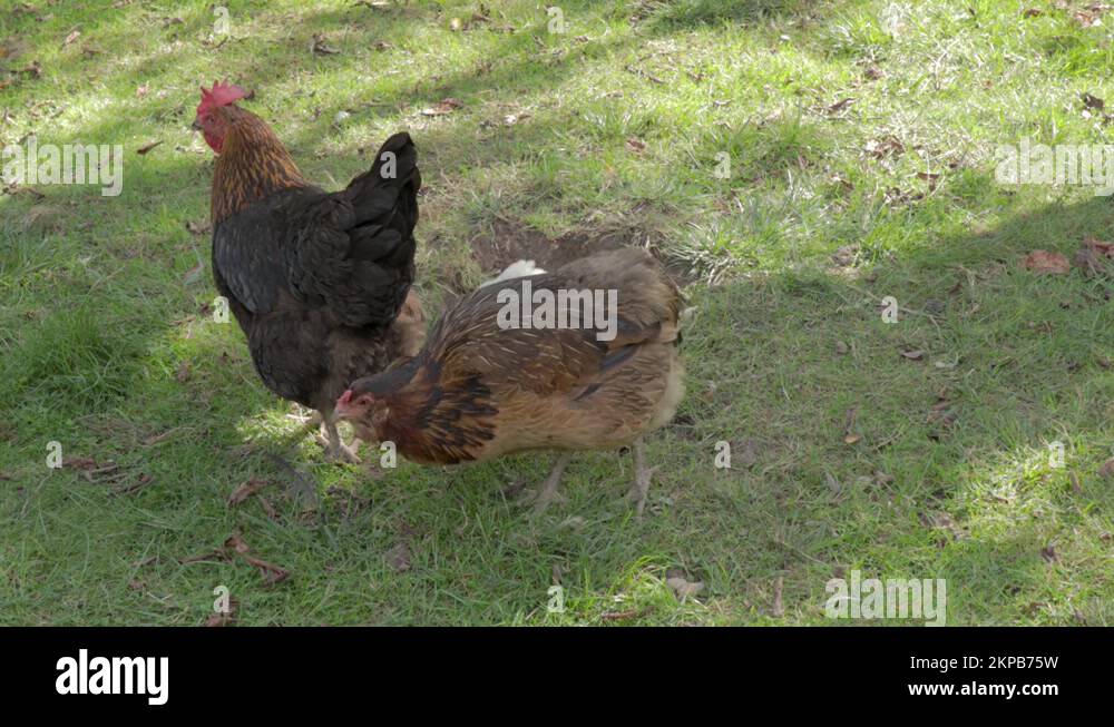 Hen hole Stock Videos & Footage - HD and 4K Video Clips - Alamy