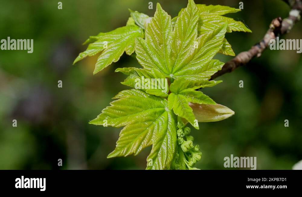 Sycamore tree leaves Stock Videos & Footage - HD and 4K Video Clips - Alamy