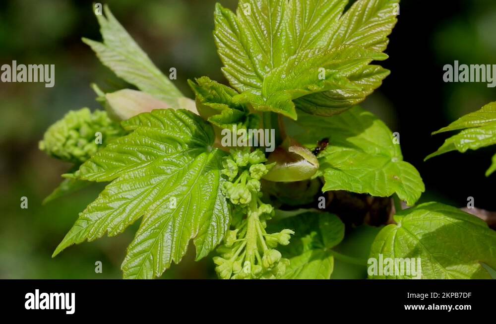 Sycamore leaves flowers Stock Videos & Footage - HD and 4K Video Clips ...