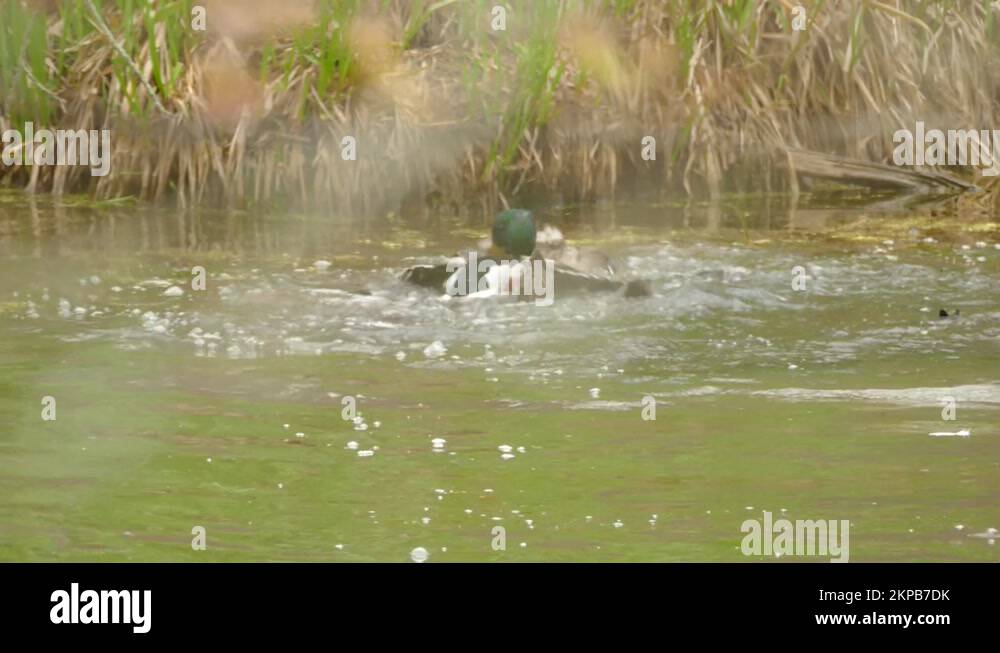 Royal duck Stock Videos & Footage - HD and 4K Video Clips - Alamy