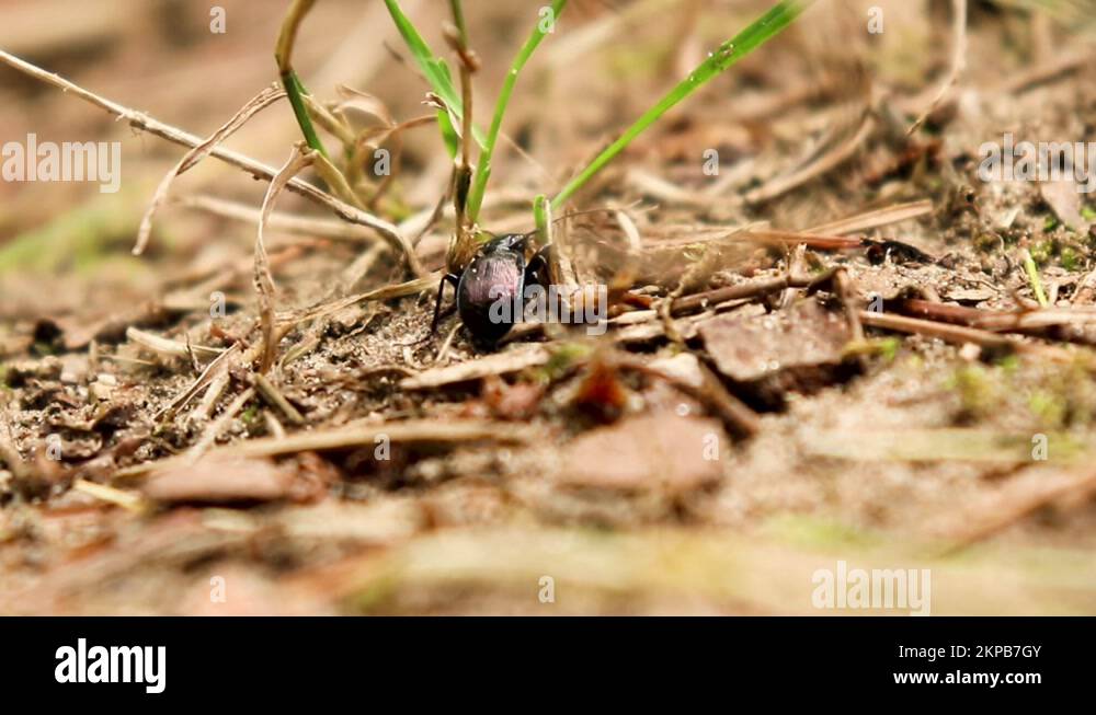 Dead beetle bug Stock Videos & Footage - HD and 4K Video Clips - Alamy
