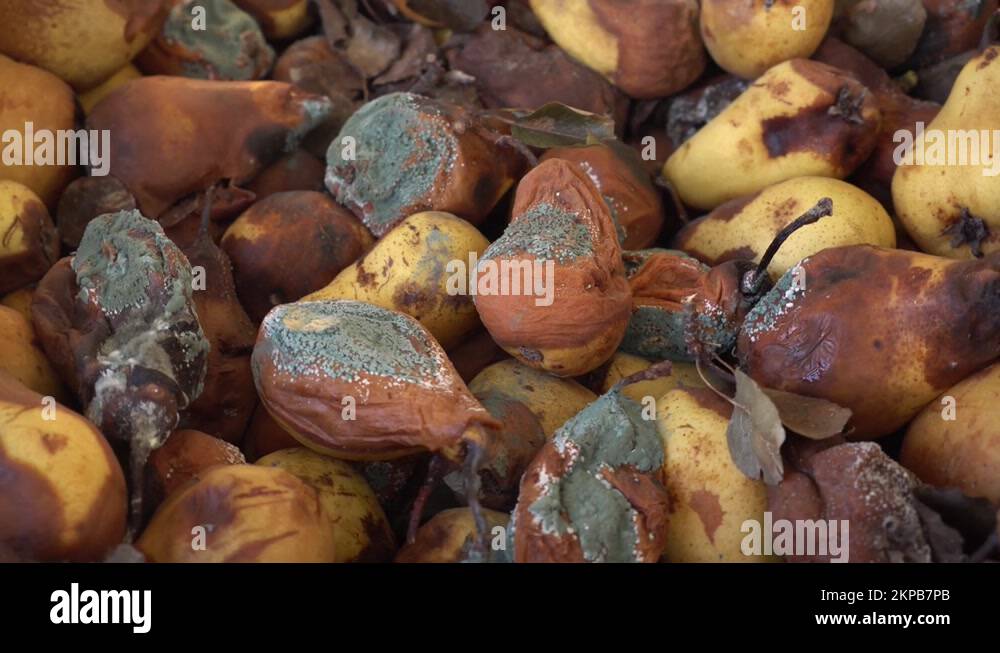 Pears of india Stock Videos & Footage - HD and 4K Video Clips - Alamy