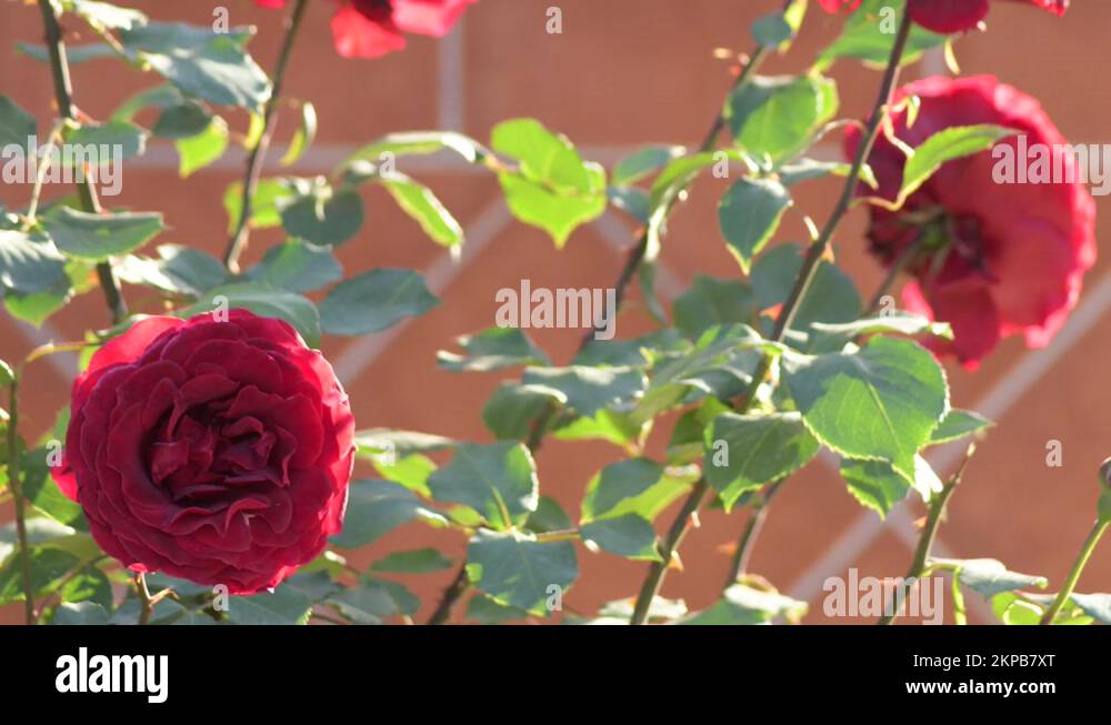 Red shrub rose flower Stock Videos & Footage - HD and 4K Video Clips ...