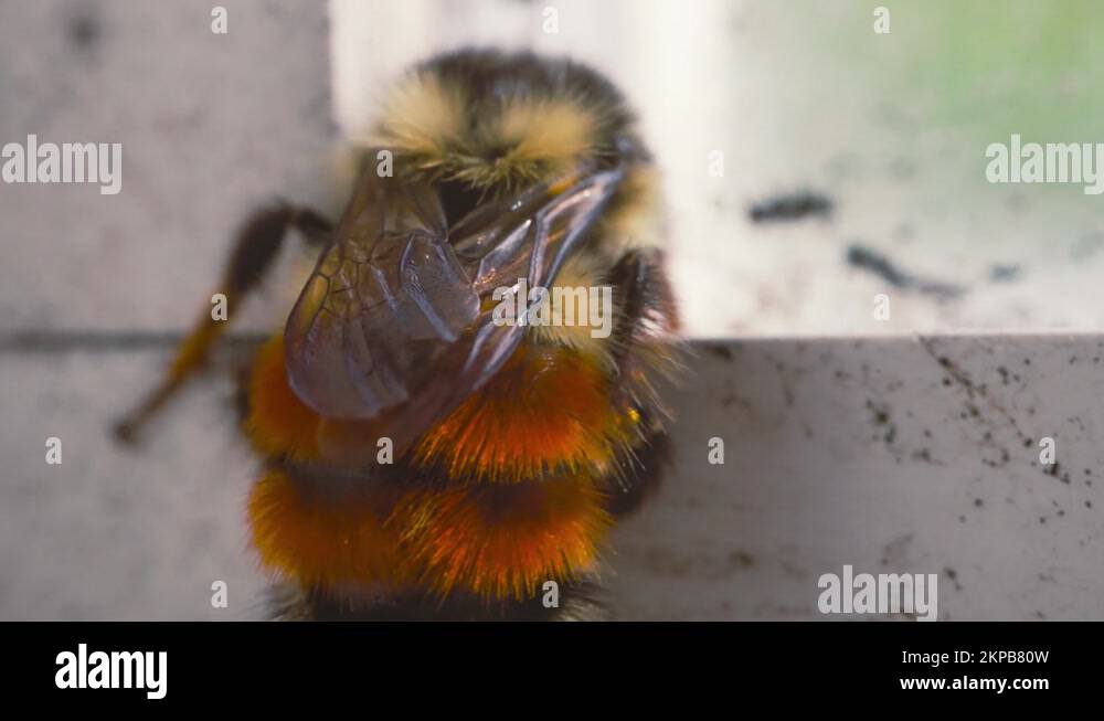 Bee abdomen Stock Videos & Footage - HD and 4K Video Clips - Alamy
