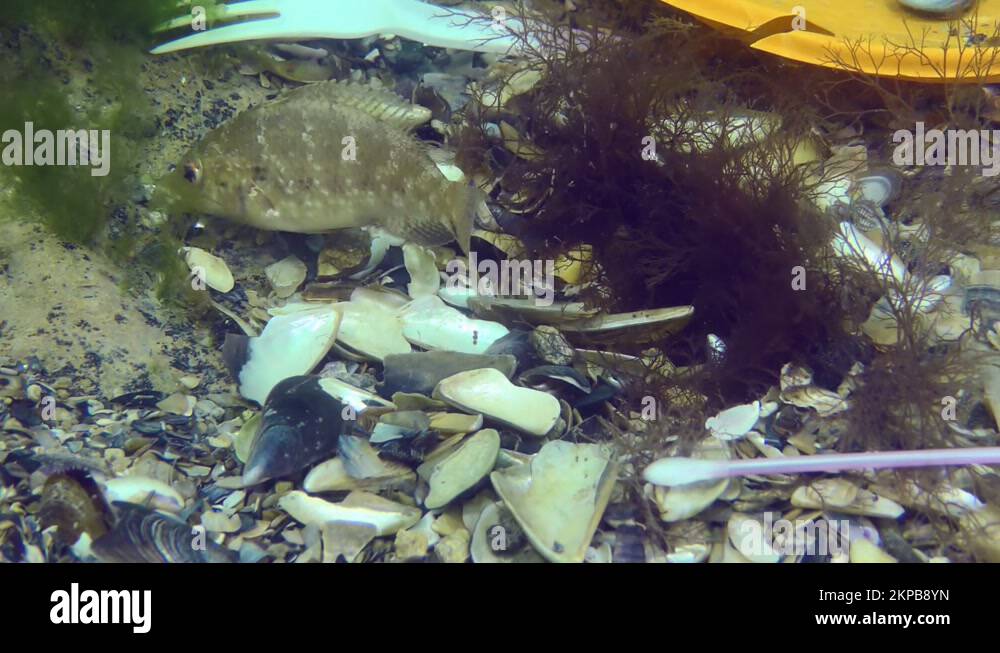 Plastic pollution of the sea: wrasse fish among plastic trash on the ...