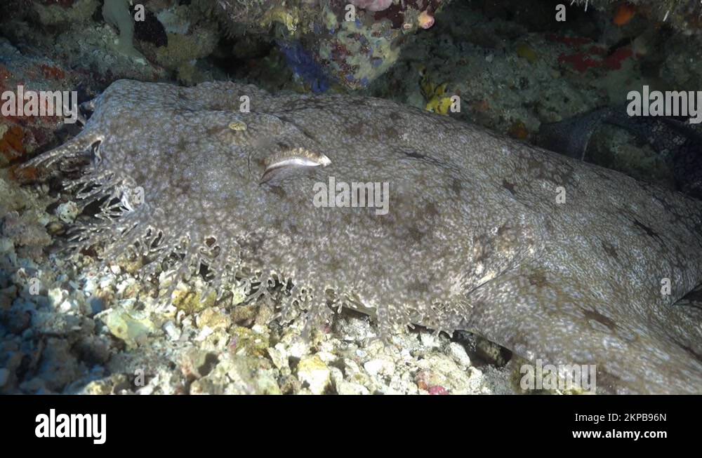 Shark side view Stock Videos & Footage - HD and 4K Video Clips - Alamy