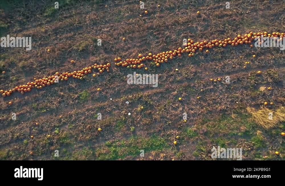 Spice farming Stock Videos & Footage - HD and 4K Video Clips - Alamy