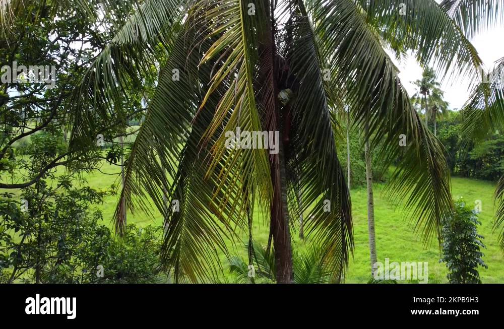 High coconut tree Stock Videos & Footage - HD and 4K Video Clips - Alamy