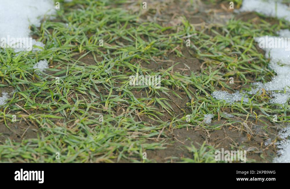 Snow on the fields Stock Videos & Footage - HD and 4K Video Clips - Alamy