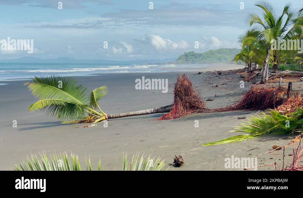 Fallen coconut palm tree Stock Videos & Footage - HD and 4K Video Clips ...