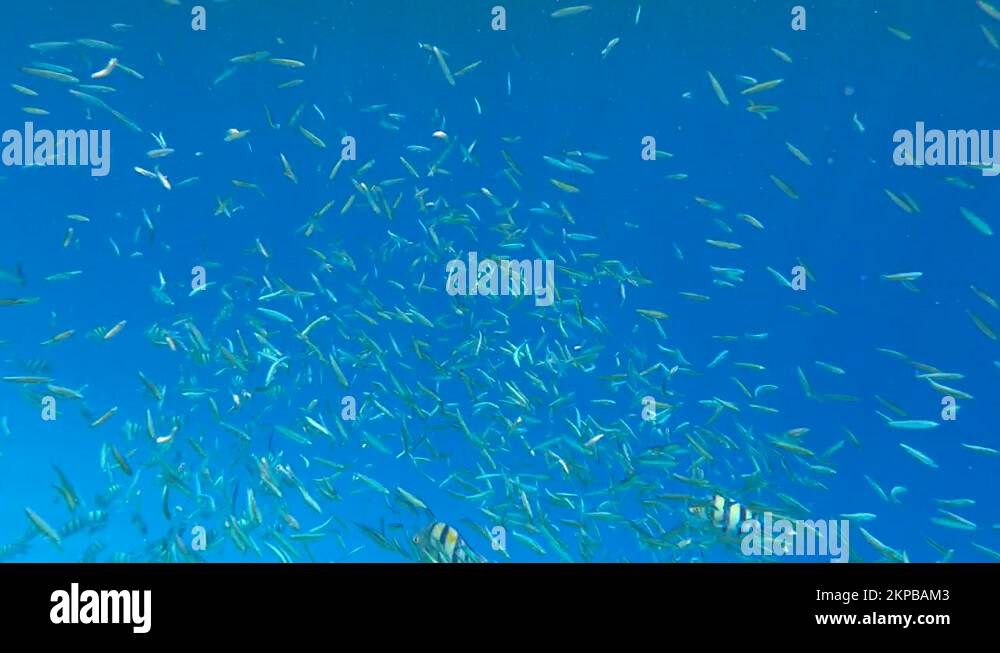 Massive school of little fish feeds in the blue water in sunrays. Shoal ...