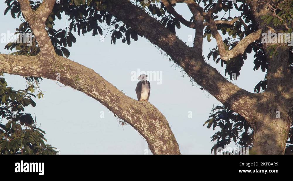 Harpy eagle flying Stock Videos & Footage - HD and 4K Video Clips - Alamy