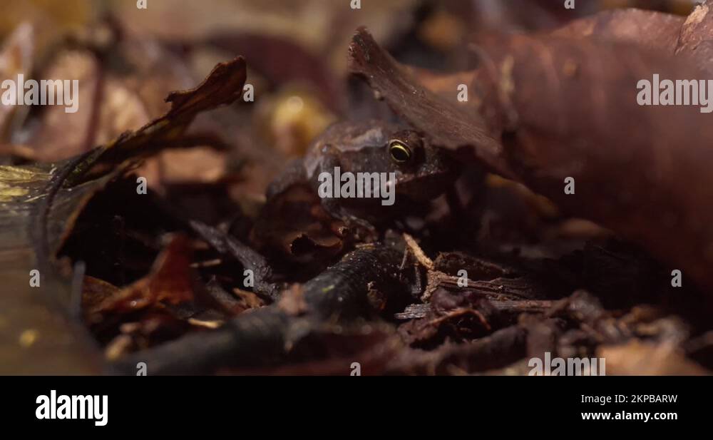 Long legs insects Stock Videos & Footage - HD and 4K Video Clips - Alamy