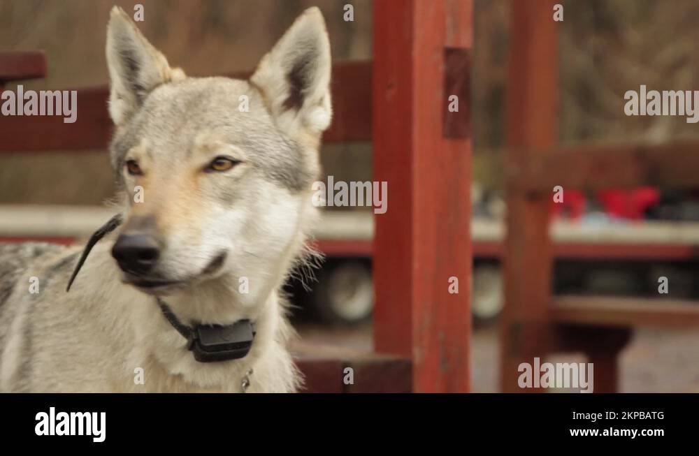 Wolf dog pet Stock Videos & Footage - HD and 4K Video Clips - Alamy