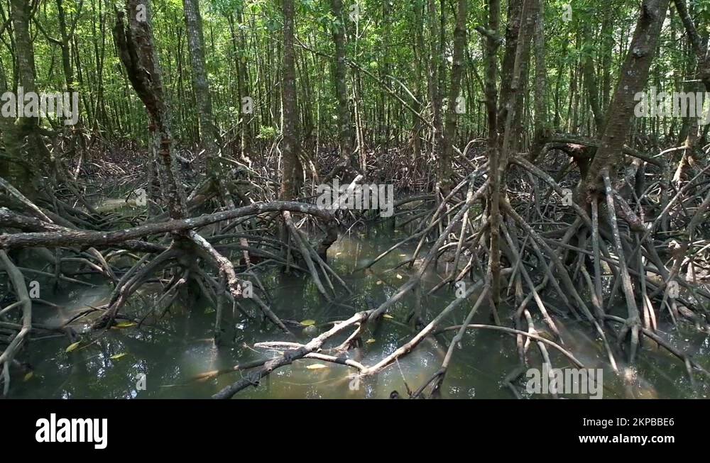Mangrove root systems Stock Videos & Footage - HD and 4K Video Clips ...