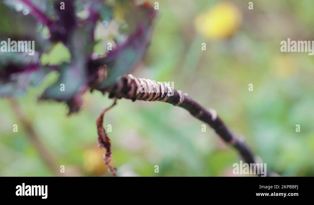 Sprout stalk Stock Videos & Footage - HD and 4K Video Clips - Alamy