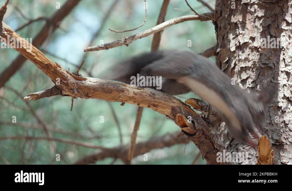 Slow-motion of Eurasian Gray Squirrel jumping out of pine tree branch ...