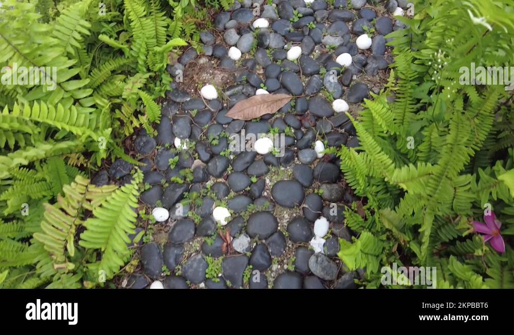 Pebble walk Stock Videos & Footage - HD and 4K Video Clips - Alamy